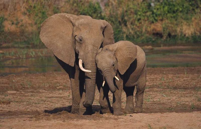 This is why African Elephants will go extinct soon!