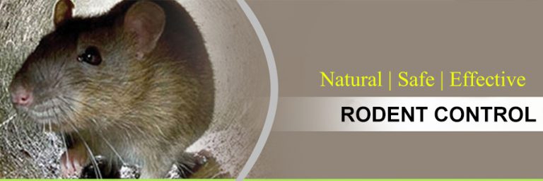 Rodent Control Products And Services Market Insights, Trends and Demand ...